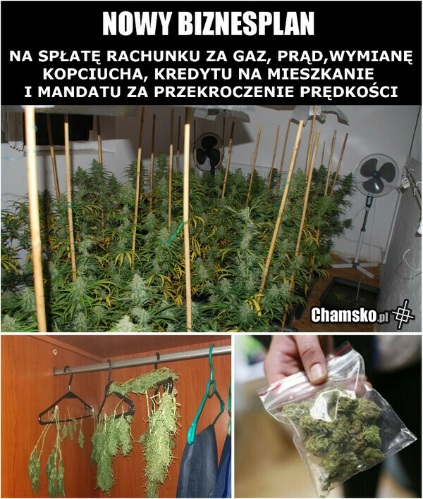 Biznesplan 2022 - chamsko.pl