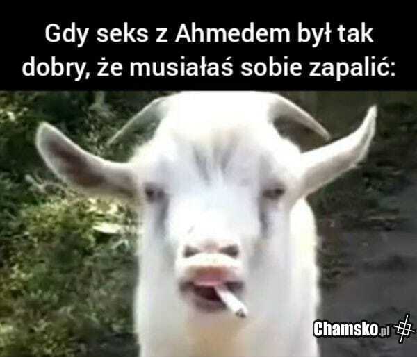 Chamskie obrazki, czarny humor